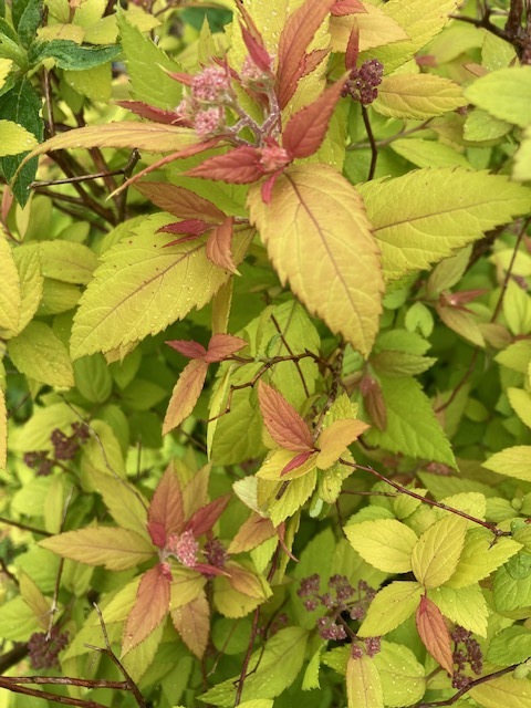 GW前 : 日々 passion